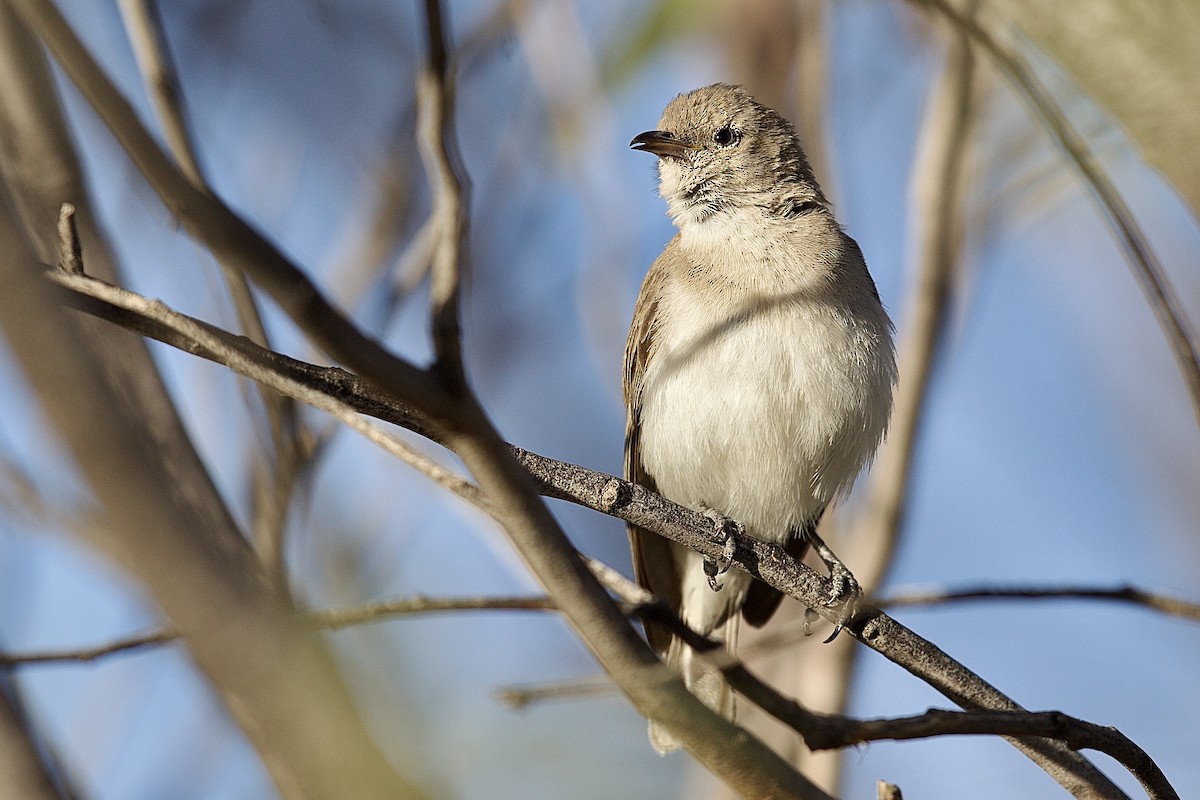 eBird Checklist - 6 Nov 2022 - Alice Springs Desert Park (please don't ...