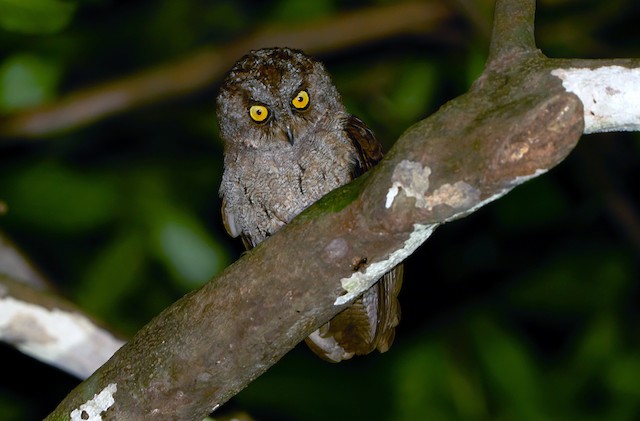Photos - Principe Scops-Owl - Otus bikegila - Birds of the World
