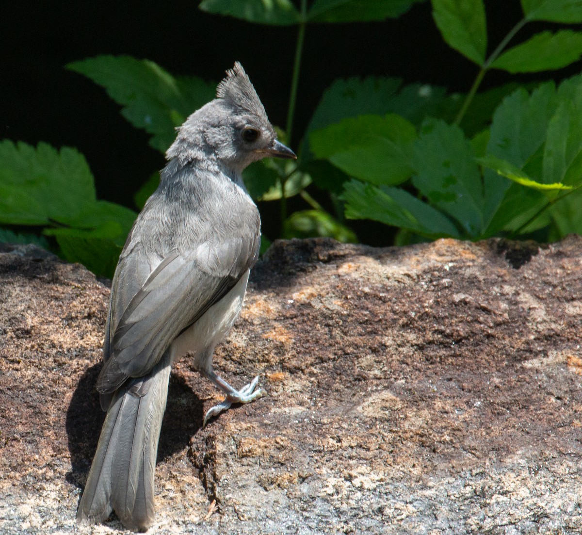 eBird Checklist - 13 Jun 2022 - Pisgah NF--NC Arboretum - 1 species