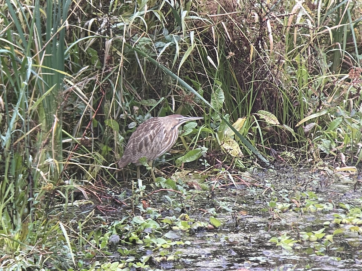 eBird Checklist - 5 Nov 2022 - Spring Lake Regional Park - 52 species