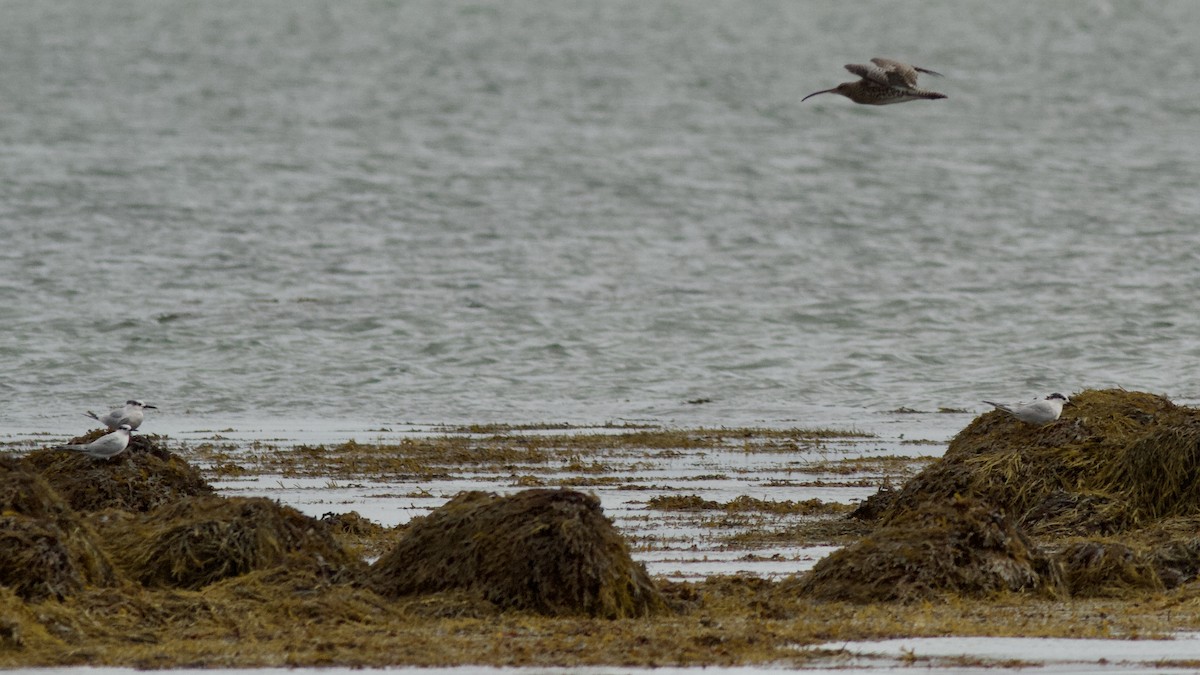 eBird Checklist - 2 Oct 2022 - South Park & Mutton Island Causeway - 27 ...