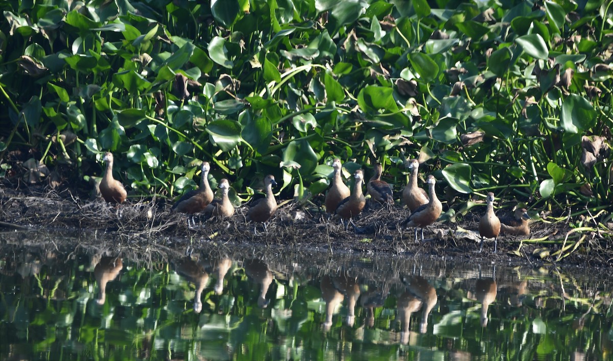 eBird Checklist - 6 Nov 2022 - Deepor Beel--Watch Tower - 31 species