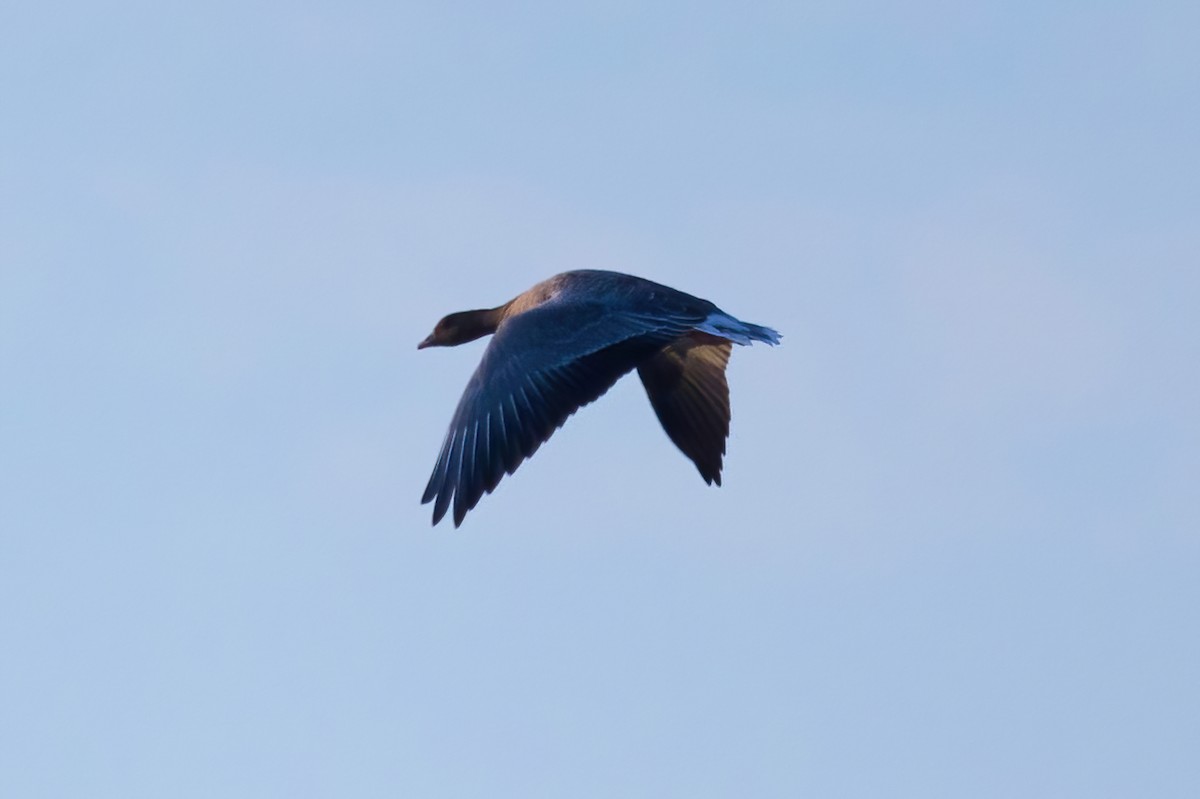 eBird Checklist - 5 Nov 2022 - 46381–46455 Homestead Rd, Salisbury CA ...