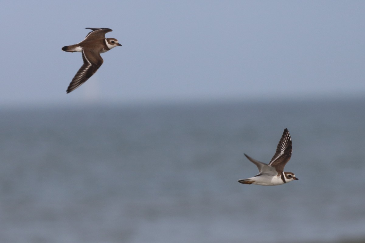 eBird Checklist - 6 Nov 2022 - **Back Bay NWR - 20 species