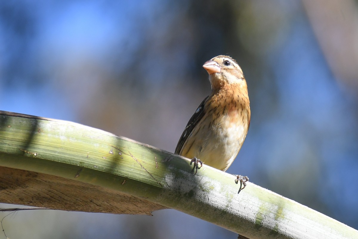 eBird Checklist - 29 Oct 2022 - Santa Catalina Island--Avalon area - 51 ...