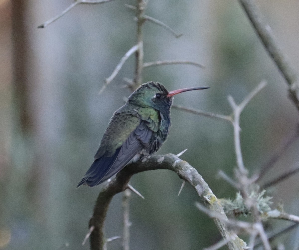 eBird Checklist - 6 Nov 2022 - Vandenberg Village--North - 1 species eBird Checklist - 6 Nov 2022 - Vandenberg Village--North - 1 species