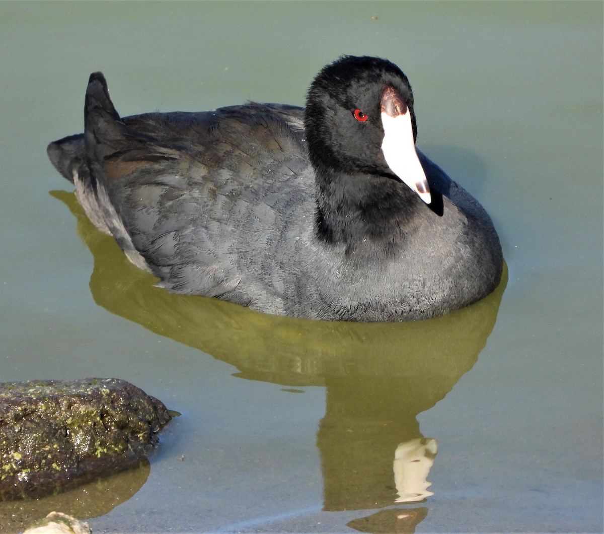 eBird Checklist - 6 Nov 2022 - Lake Los Carneros Park - 47 species