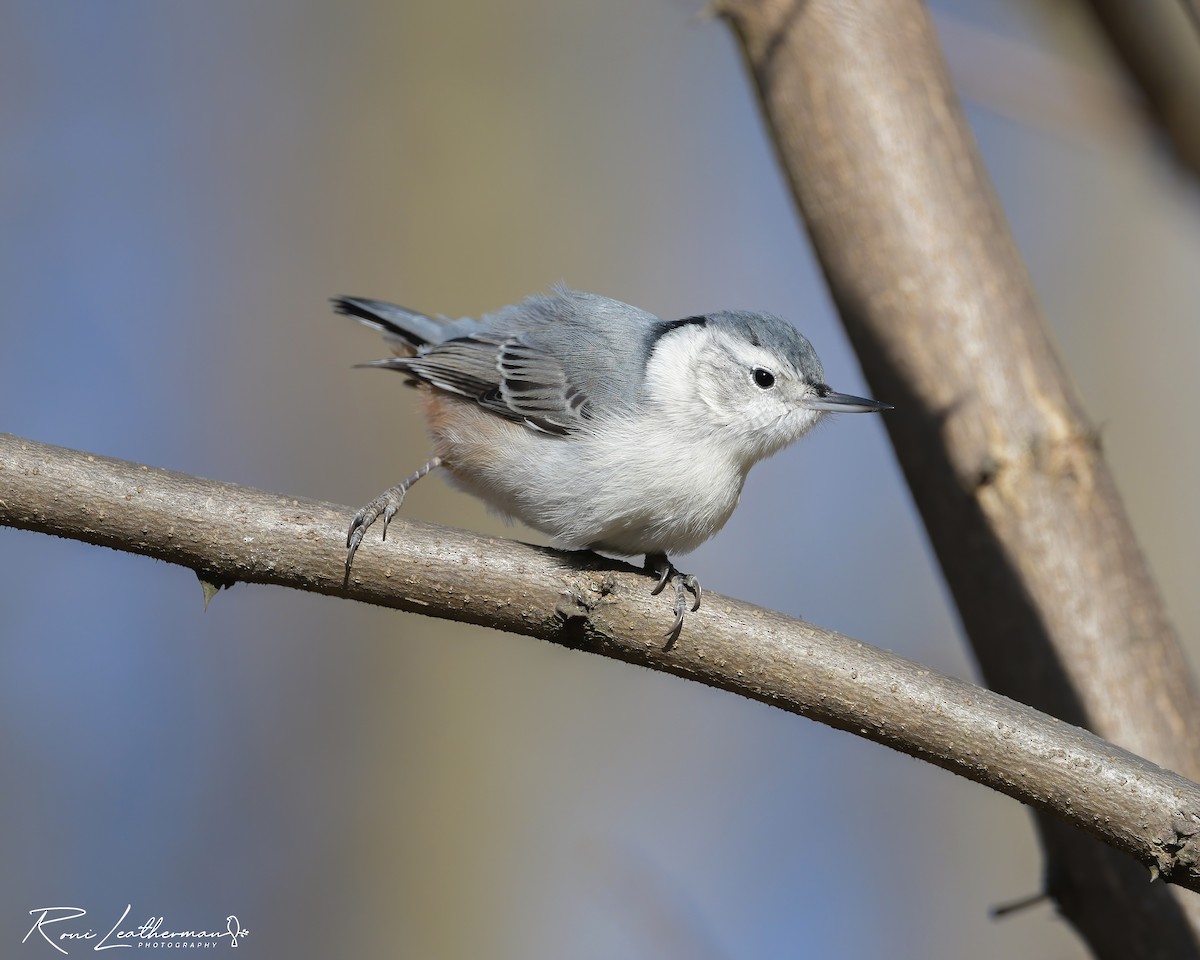 eBird Checklist - 6 Nov 2022 - William J. Robertson Nature Preserve--OH ...