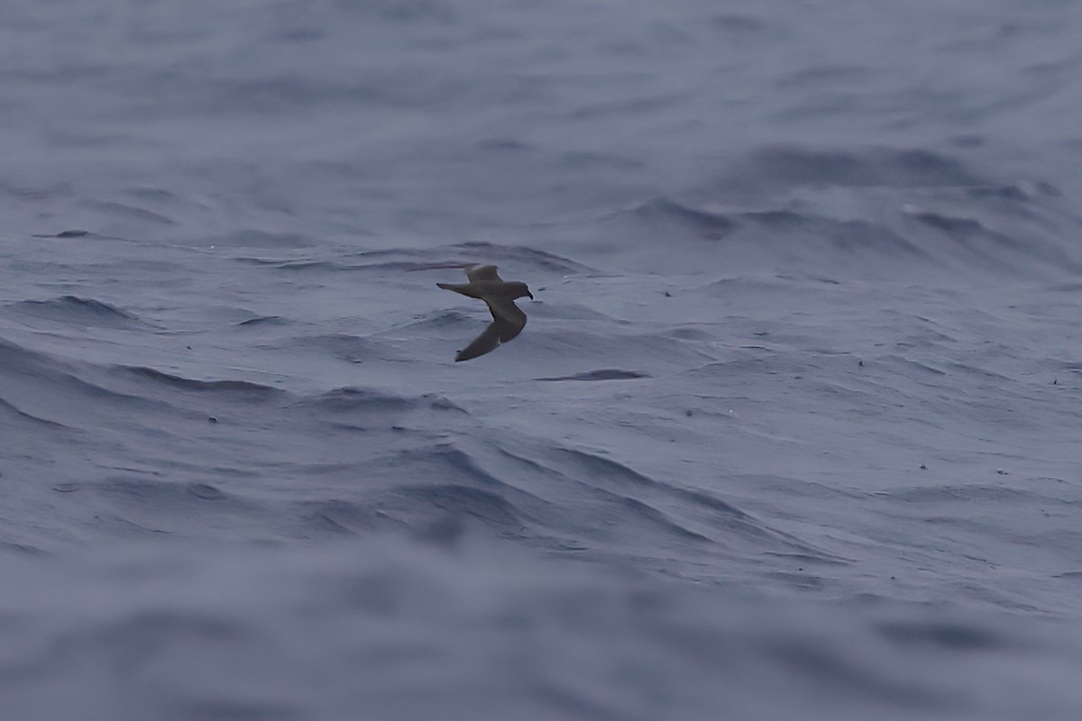 eBird Checklist - 7 Nov 2022 - 宜蘭--南方澳-東澳-南澳海域(Yilan--Nanfang'ao, Dong ...