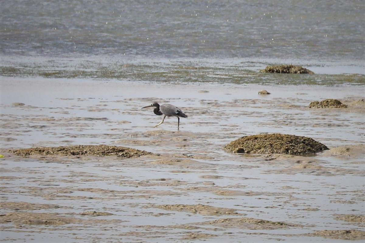 eBird Checklist - 23 Jun 2022 - Alau Beach, Umagico - 3 species