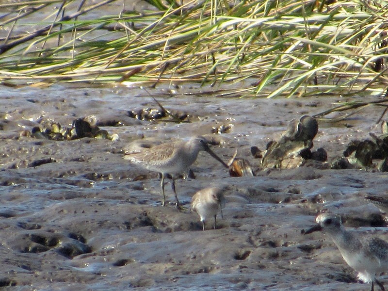 eBird Checklist - 4 Nov 2022 - Guana River WMA - 62 species