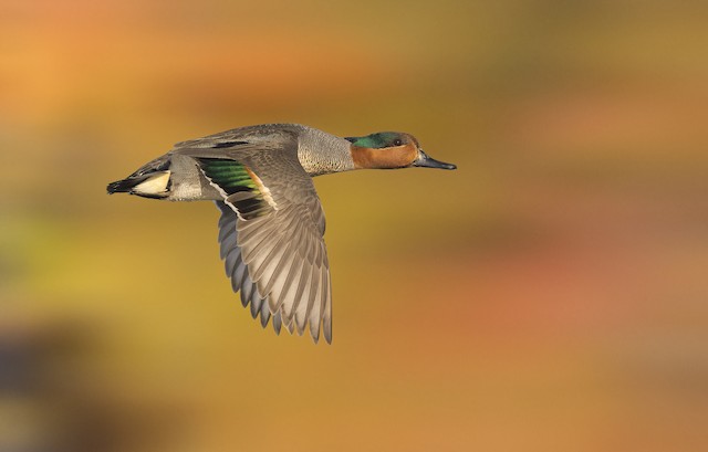Green Winged Teal Flying
