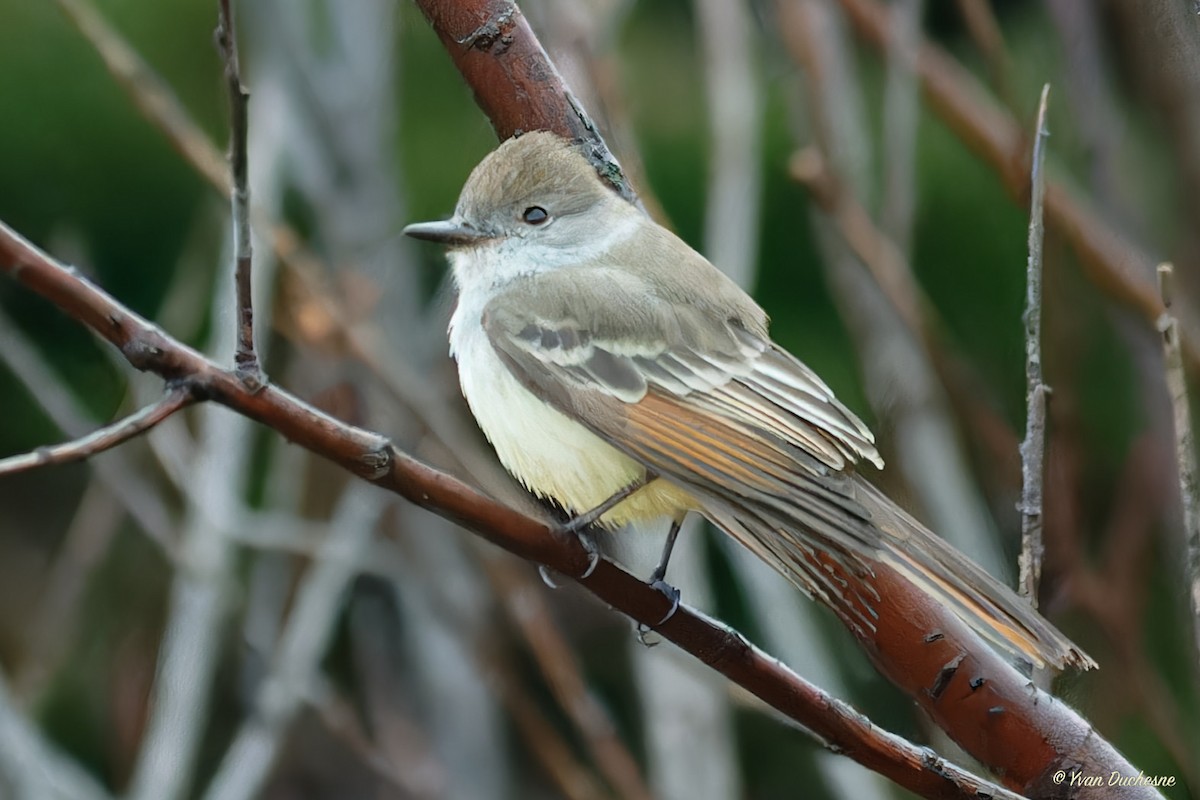 eBird Québec Checklist - 7 Nov 2022 - Jardins de l'Anse - 1 species
