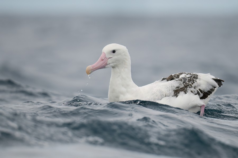 Wandering Albatross (Tristan) - eBird