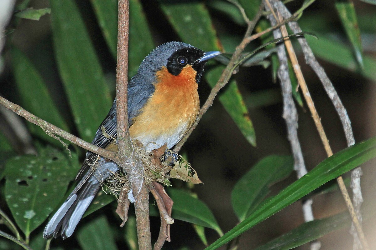 Australian Spectacled Monarch (Western) - eBird