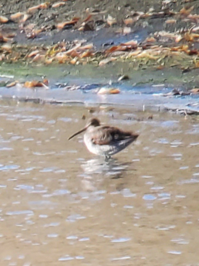 eBird Checklist - 7 Nov 2022 - Cooney Reservoir - 40 species