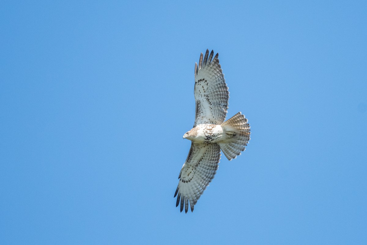 eBird Checklist - 10 Oct 2022 - Elk Neck SP--Turkey Pt. - 77 species