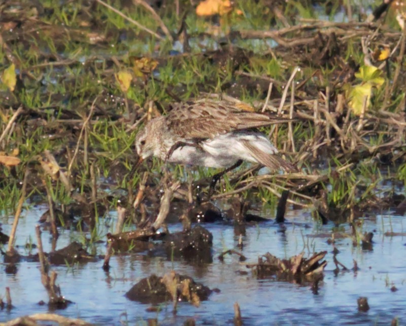 eBird Checklist - 7 Nov 2022 - Fish Point SWA - 2 species
