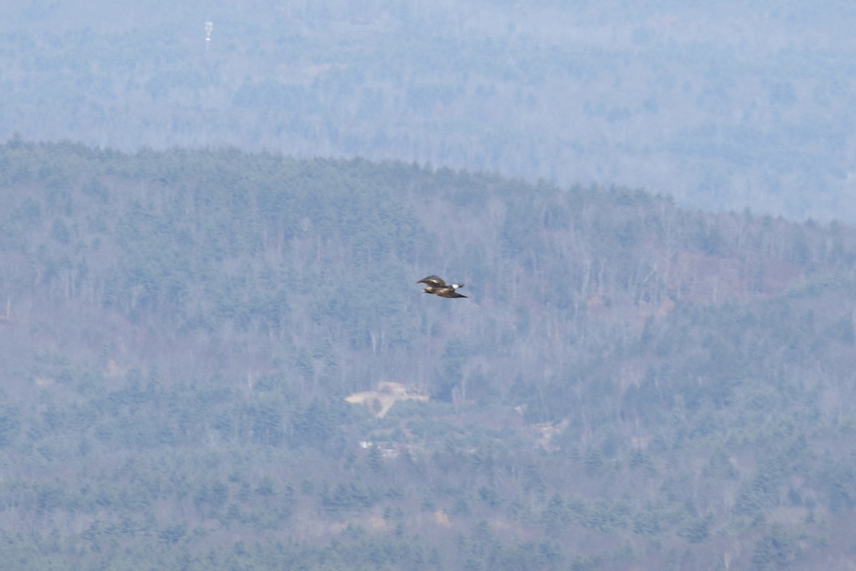 eBird Checklist - 7 Nov 2022 - Miller SP--Pack Monadnock - 21 species ...