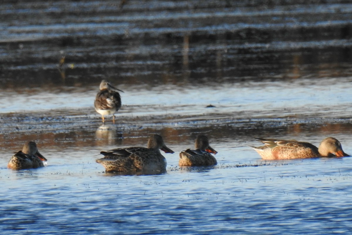 eBird Checklist - 7 Nov 2022 - Battelle Darby Creek Metro Park--Darby ...