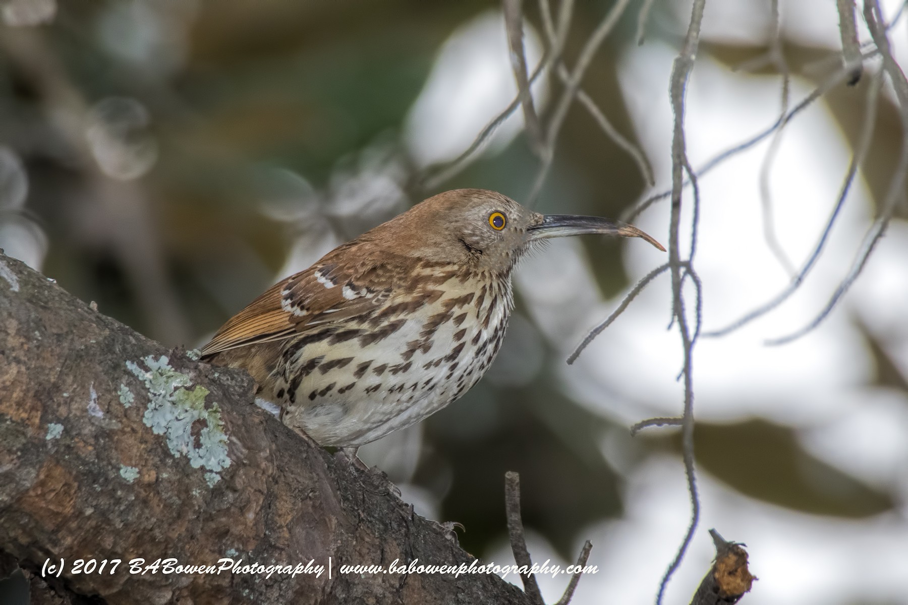 Brown/Long-billed Thrasher - eBird