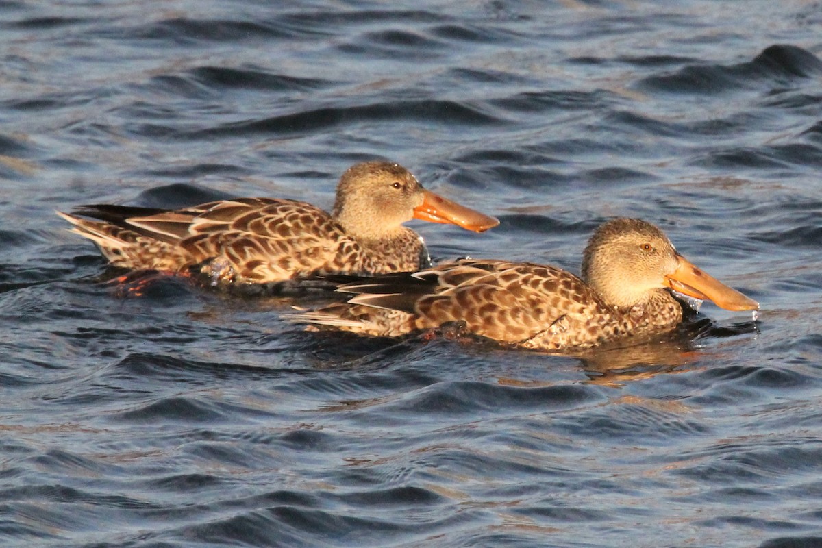 eBird Checklist - 8 Nov 2022 - Lakeshore SP/Harbor Island - 12 species