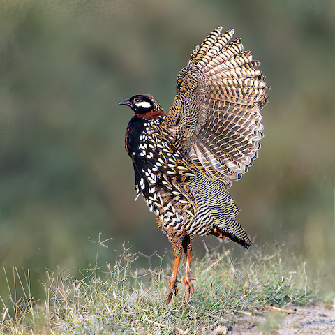 Flying Black Francolin
