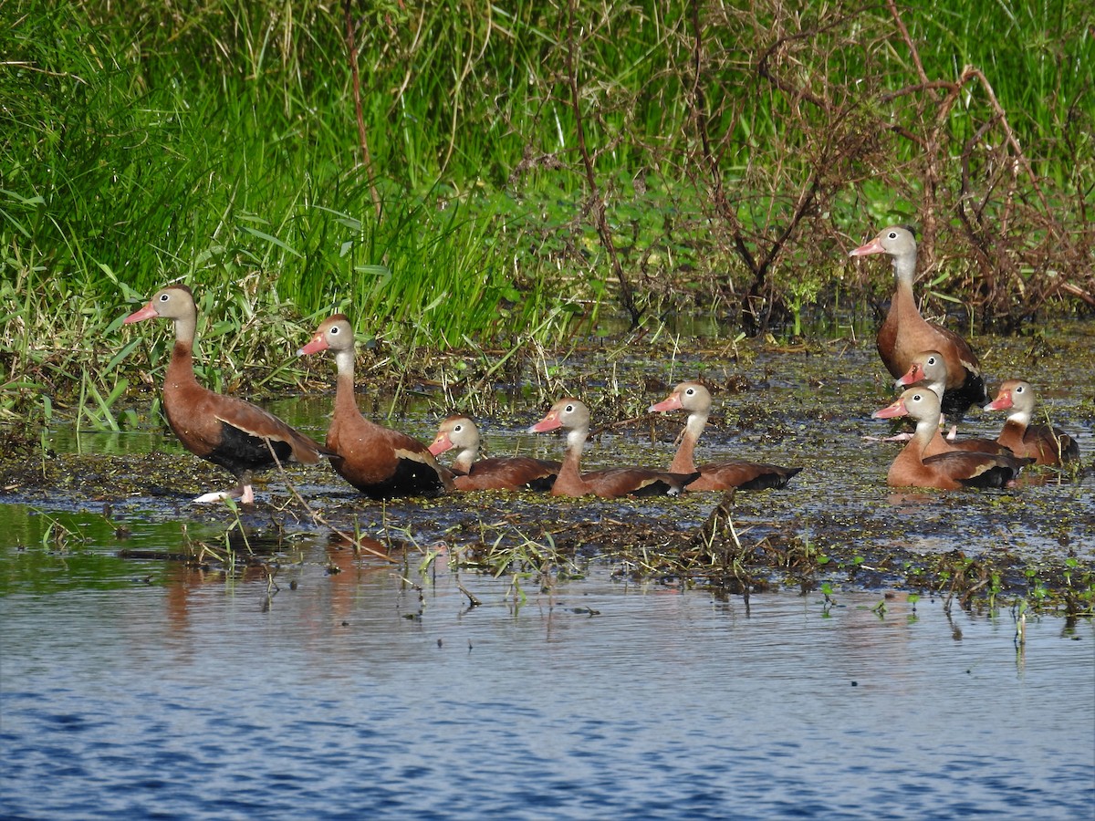 eBird Checklist - 7 Nov 2022 - Nubbin Slough - 22 species