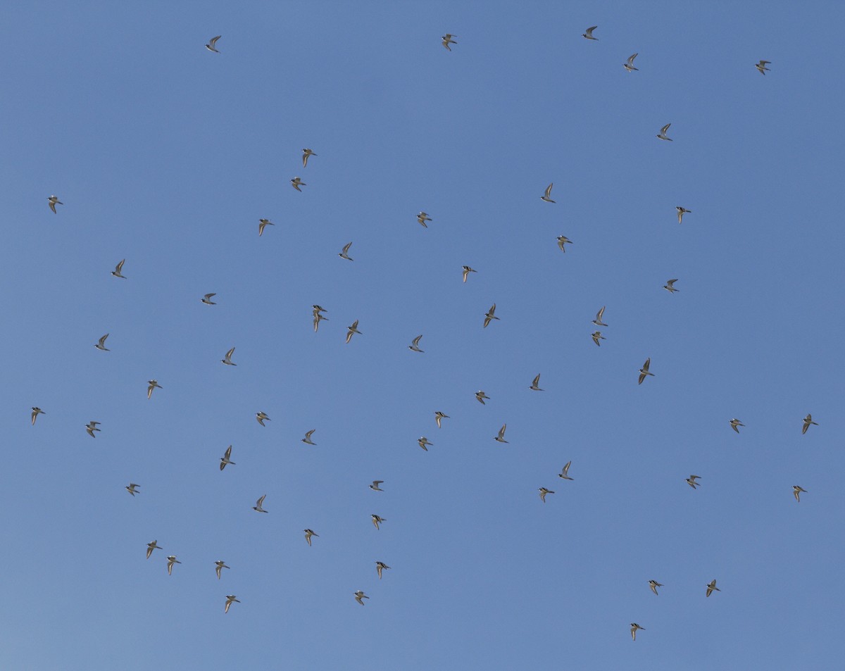 eBird Checklist - 7 Nov 2022 - Hot-Sauce Hawk-Watch - 57 species (+2 ...