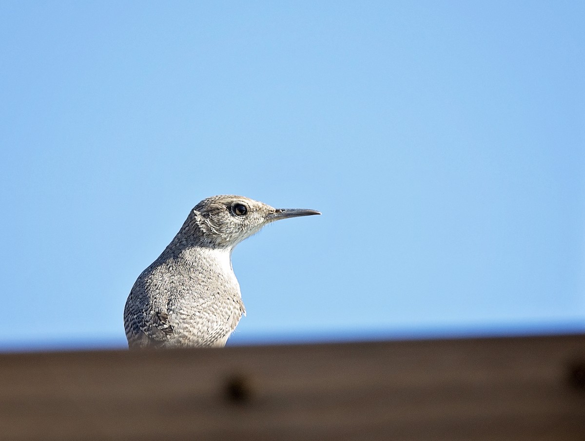 eBird Checklist - 20 Oct 2022 - Aransas National Wildlife Refuge ...