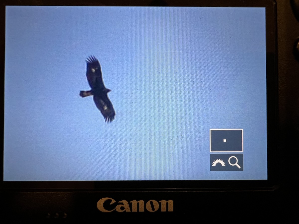 eBird Checklist - 8 Nov 2022 - Chimney Rock Hawk Watch - 32 species (+1 ...