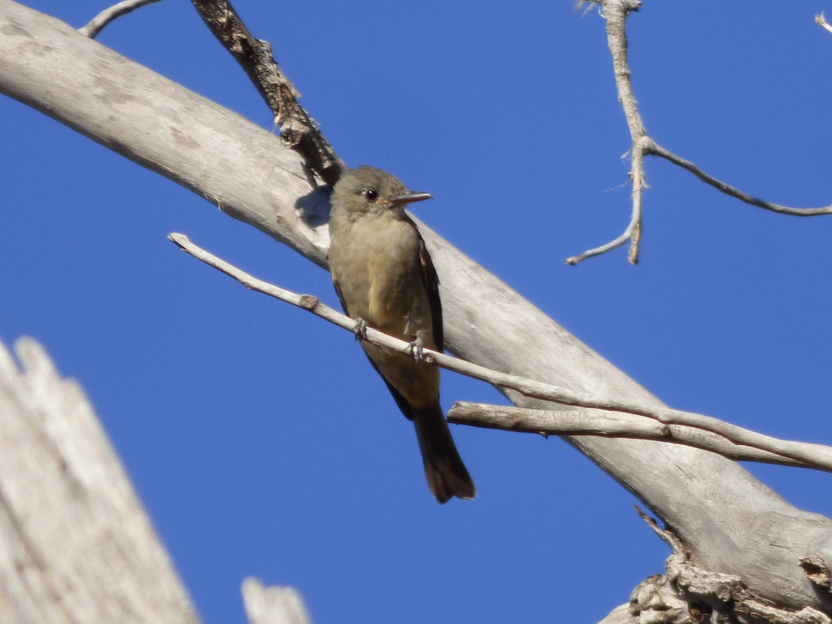 eBird Checklist - 8 Nov 2022 - Paseo del Bosque Trail, Albuquerque US ...
