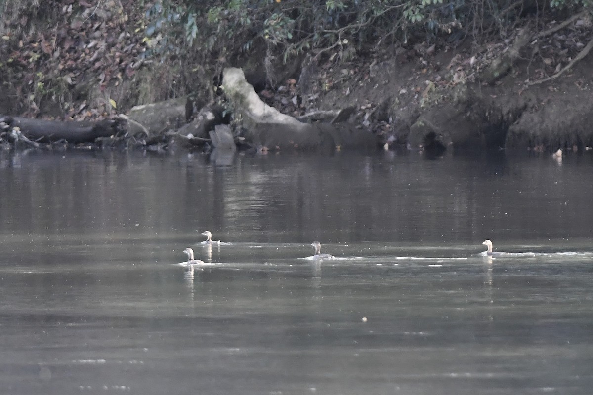 eBird Checklist - 8 Nov 2022 - Chattahoochee River NRA--Cochran Shoals ...
