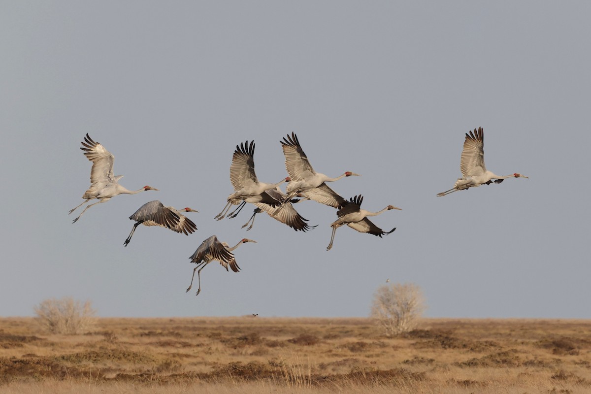 eBird Checklist - 8 Nov 2022 - Roebuck Plains Station (BBO and Jabiru ...