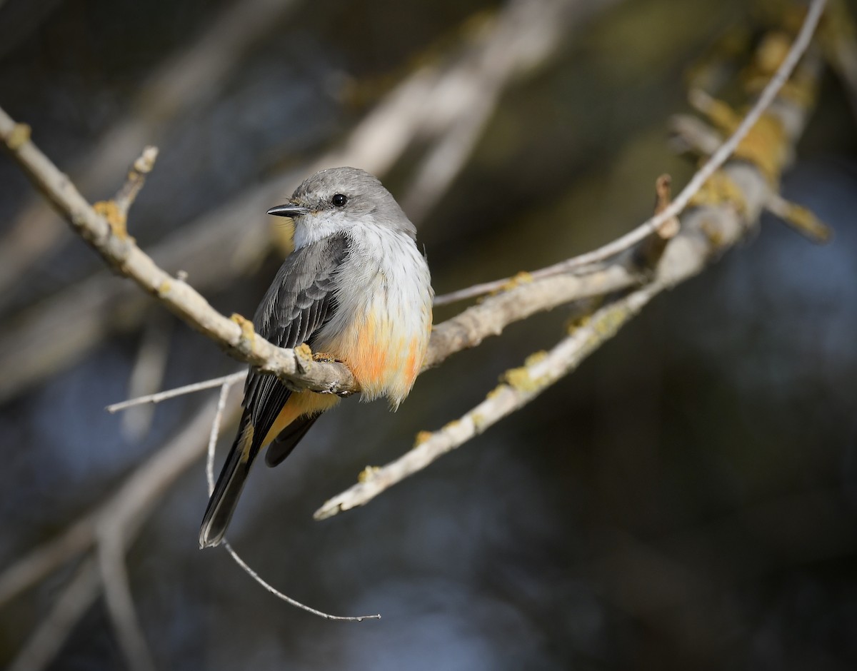 eBird Checklist - 4 Nov 2022 - Merced NWR - 34 species