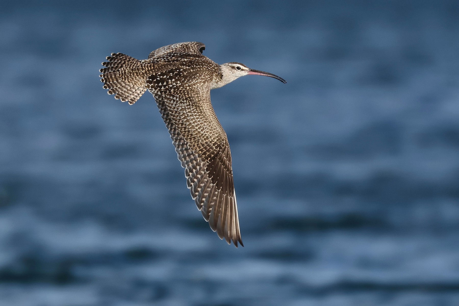 Whimbrel (Hudsonian) - eBird