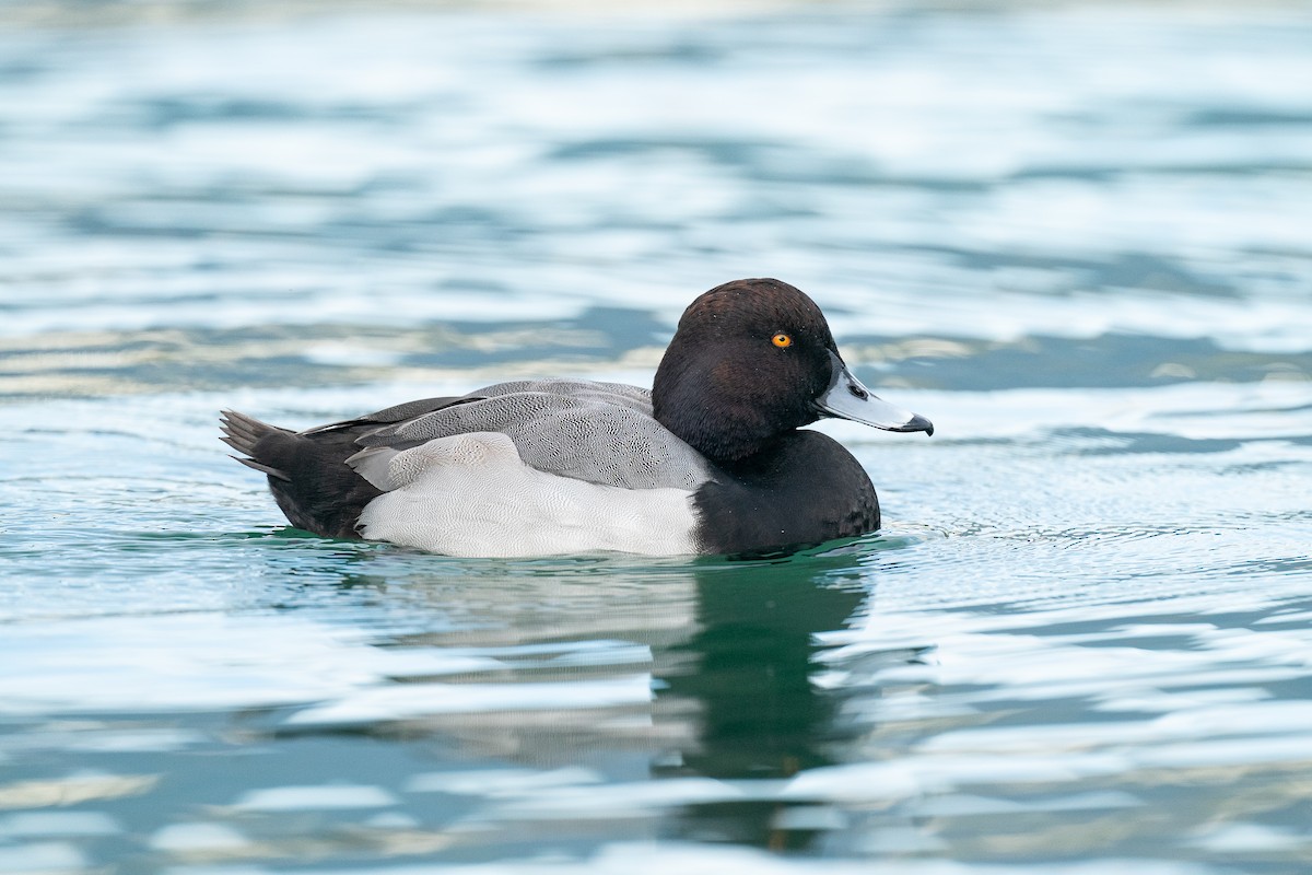 雑種 ホシハジロ x キンクロハジロ - eBird
