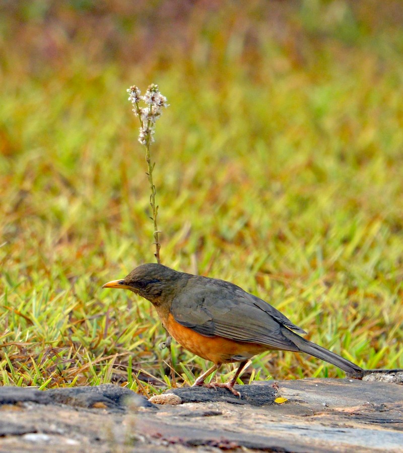 African Thrush (Orange-bellied) - eBird