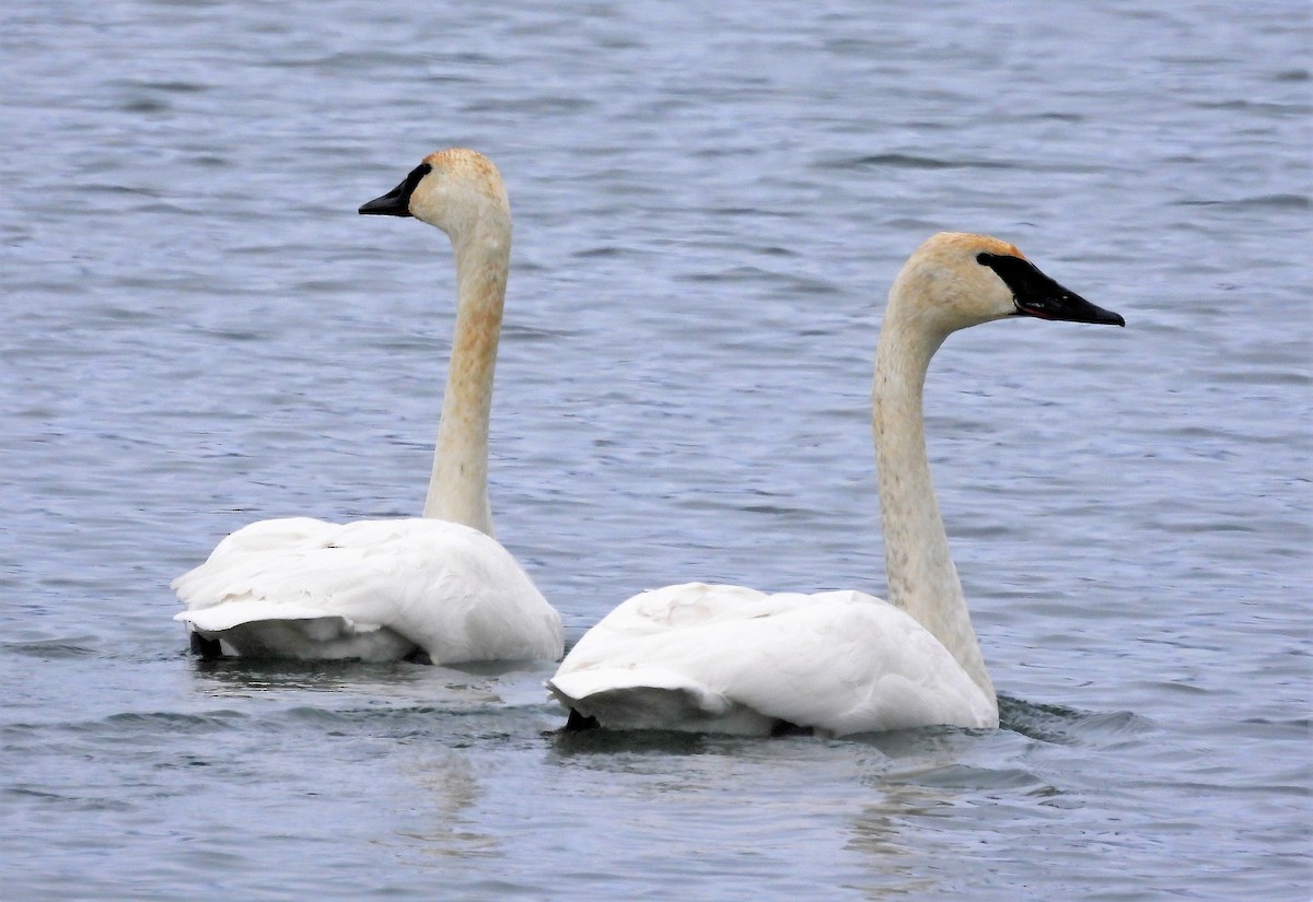 eBird Checklist - 9 Nov 2022 - Spring Meadow Lake - 23 species