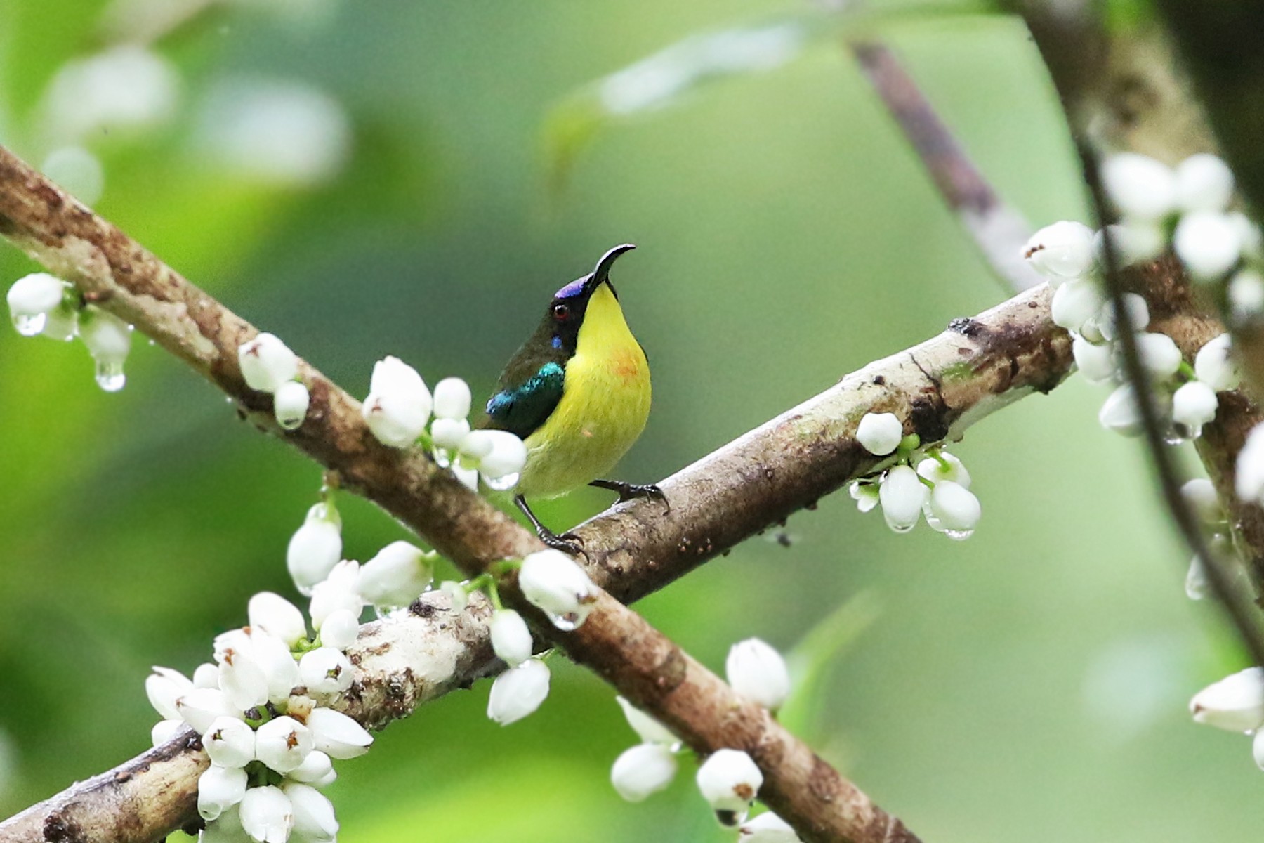 Metallic-winged Sunbird - eBird