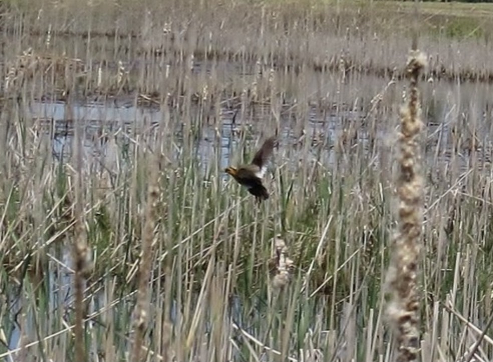 eBird Checklist - 6 May 2014 - Swan Harbor Farm Park - 52 species (+2 ...