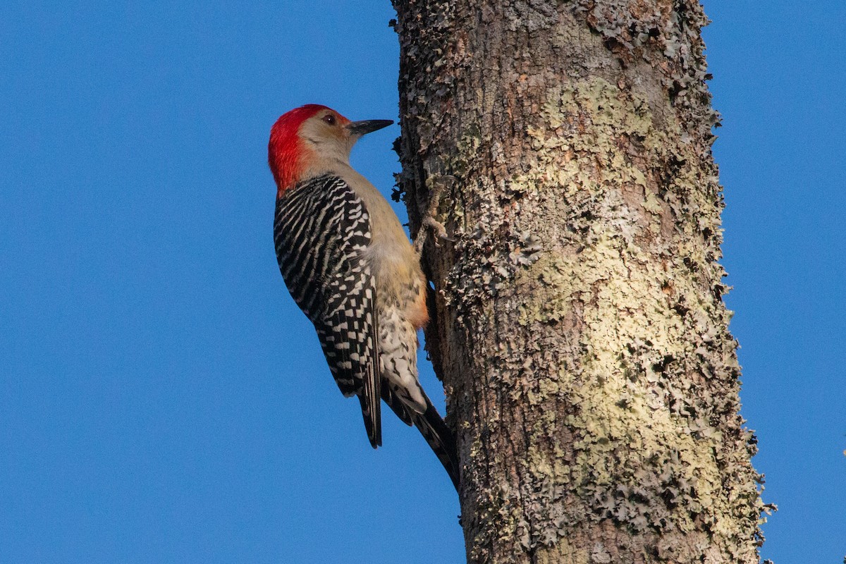 eBird Checklist - 9 Nov 2022 - Chattahoochee River NRA--Cochran Shoals ...