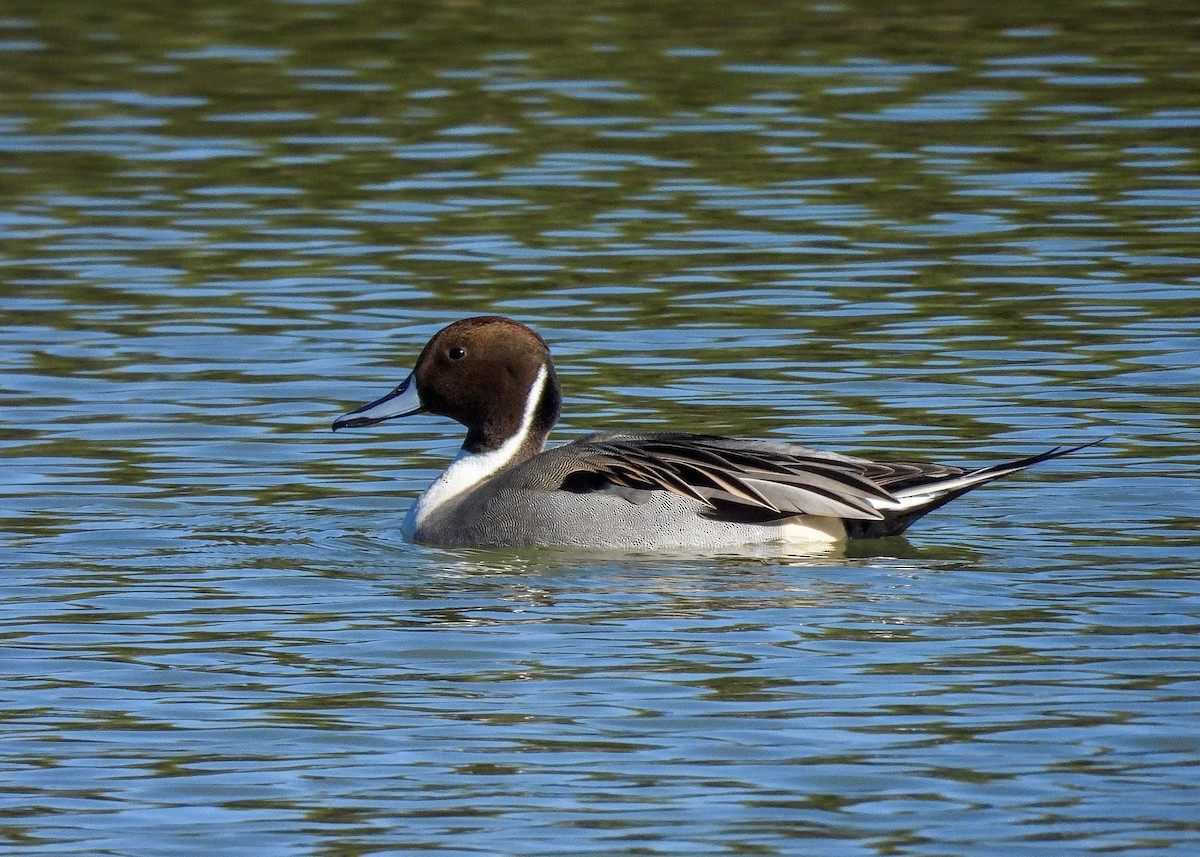 eBird Checklist - 10 Nov 2022 - Riparian Preserve at Gilbert Water ...