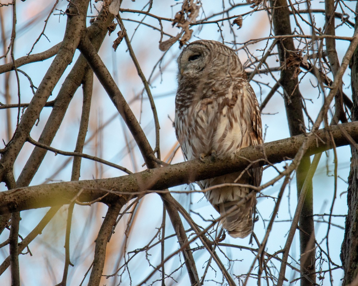 eBird Checklist - 10 Nov 2022 - Linne Woods Forest Preserve - 6 species