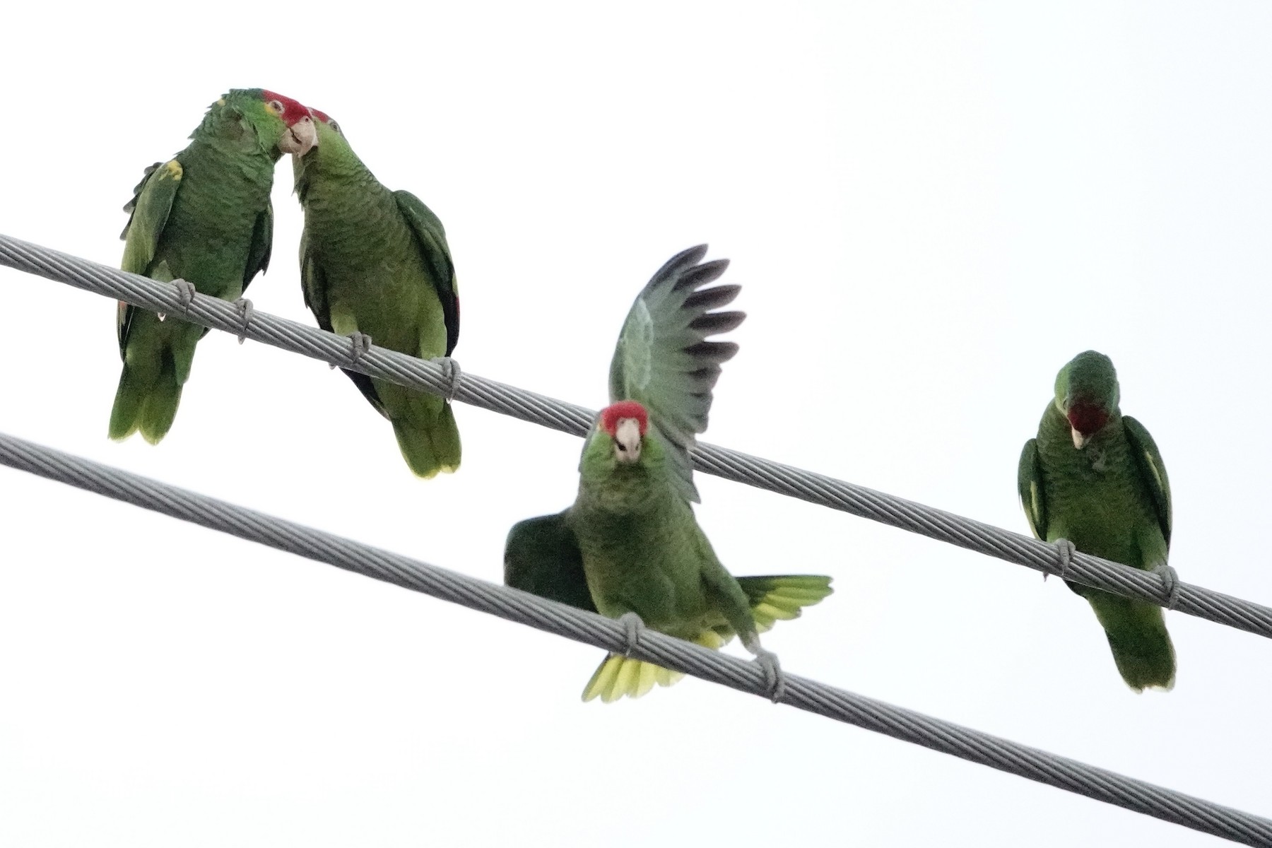 Amazona tamaulipeca x frentirroja (híbrido) - eBird
