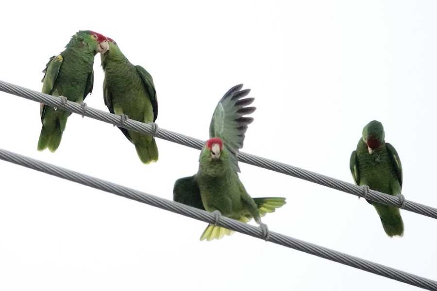 Red-crowned x Red-lored Parrot (hybrid) - eBird