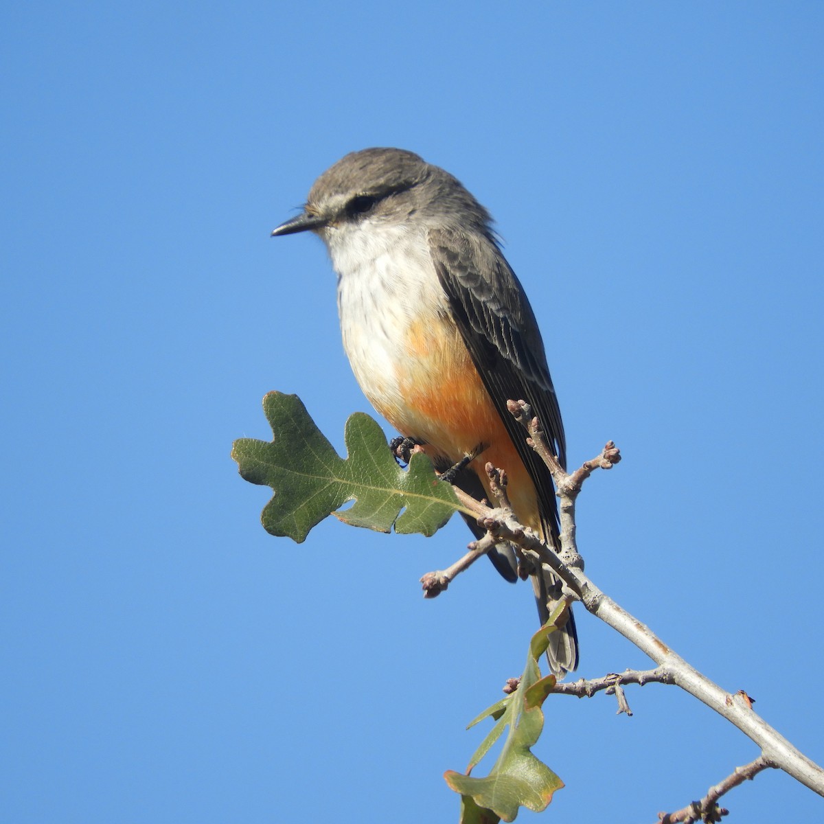 eBird Checklist - 10 Nov 2022 - Merced NWR - 20 species
