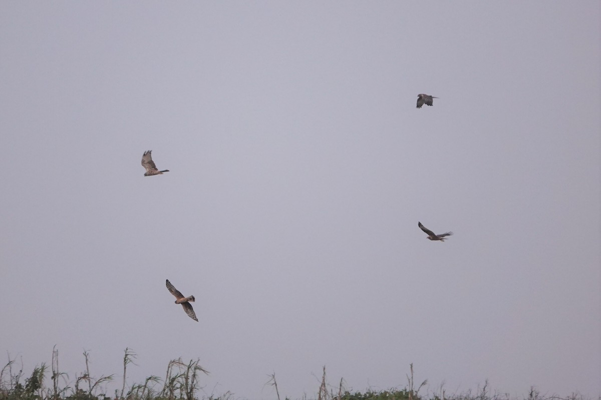 eBird Taiwan Checklist - 8 Nov 2022 - 雲林--濁水溪口南岸(Yunlin--Zhuoshui River ...