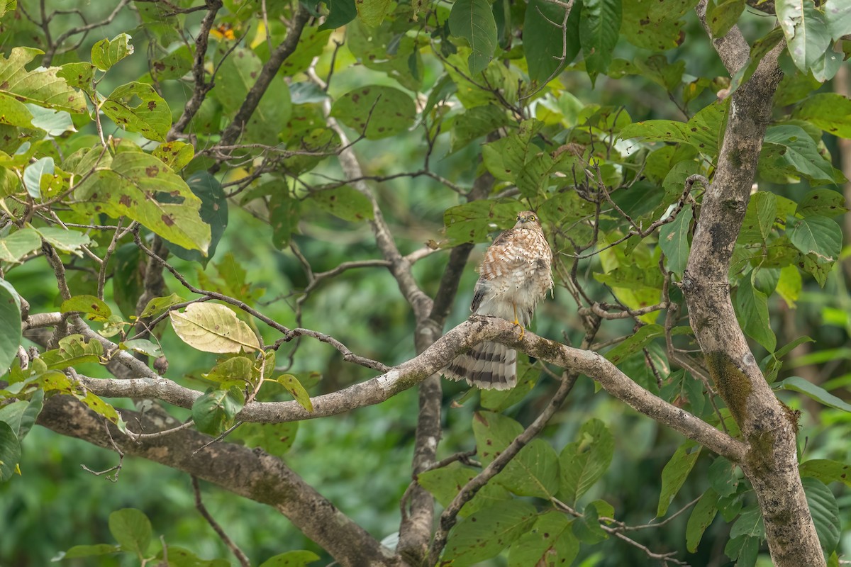 Shikra - Accipiter badius - Media Search - Macaulay Library and eBird