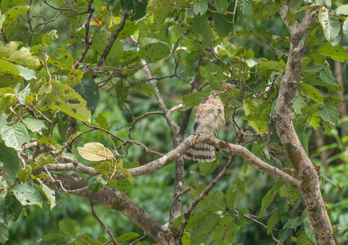 Shikra - Accipiter badius - Media Search - Macaulay Library and eBird